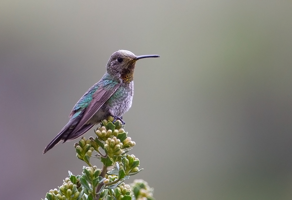 Birdpix.nl :: View bird picture - Polyonymus caroli / Bronsstaartkomeetkolibrie / Bronze-tailed ...