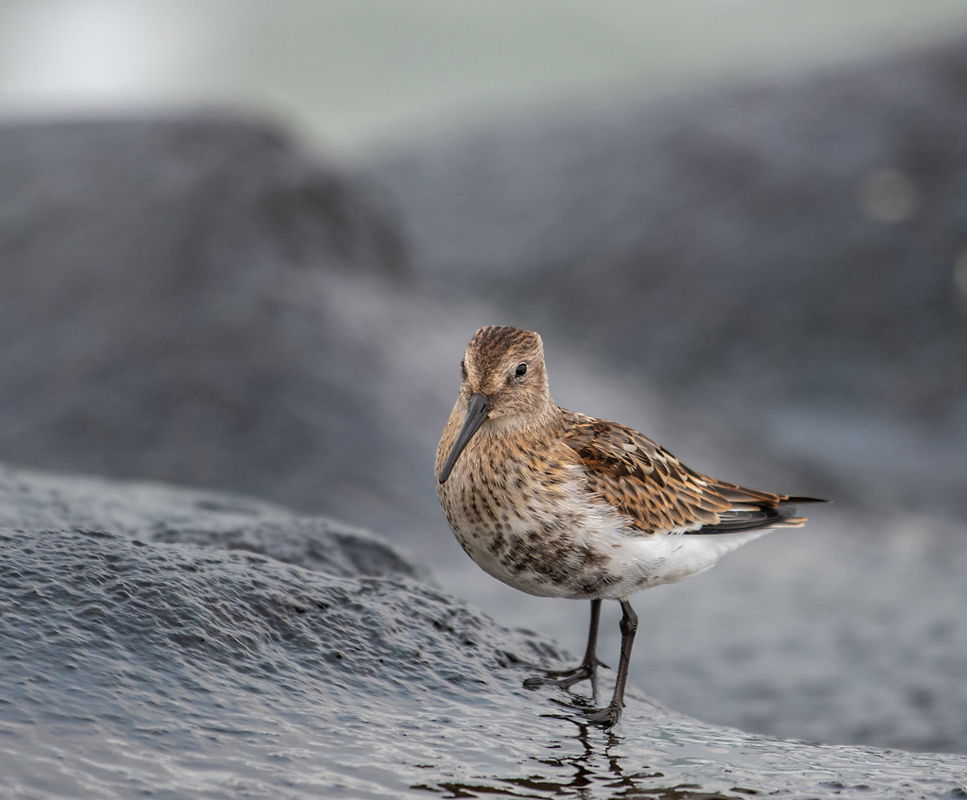 Birdpix.nl :: View bird picture - Calidris alpina / Bonte Strandloper ...