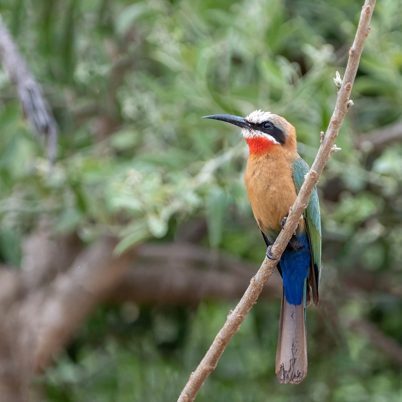 Birdpix.nl :: View bird picture - Merops bullockoides / Witkapbijeneter / White-fronted Bee-eater