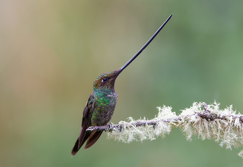 Birdpix.nl :: View bird picture - Ensifera ensifera / Zwaardkolibrie ...