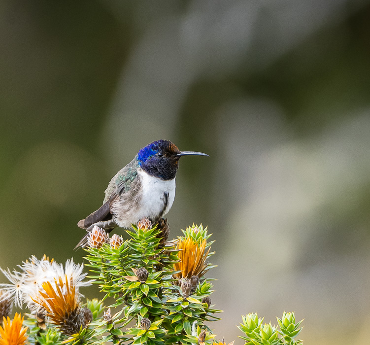 Birdpix.nl :: View bird picture - Oreotrochilus chimborazo ...