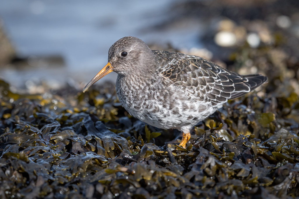 Birdpix.nl :: View bird picture - Calidris maritima / Paarse ...