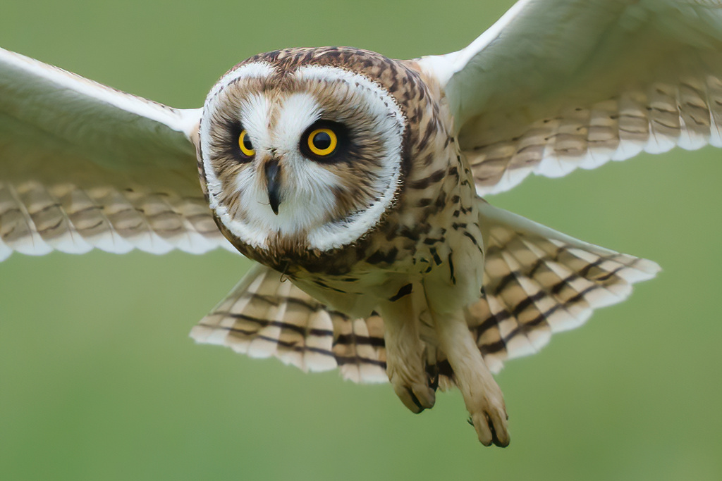 Birdpix.nl :: View bird picture - Asio flammeus / Velduil / Short-eared Owl