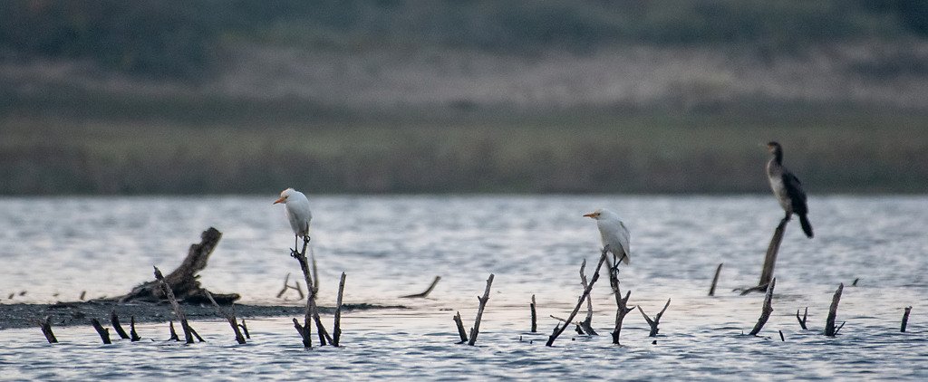 Birdpix.nl :: View bird picture - Bubulcus ibis / Koereiger / Western ...