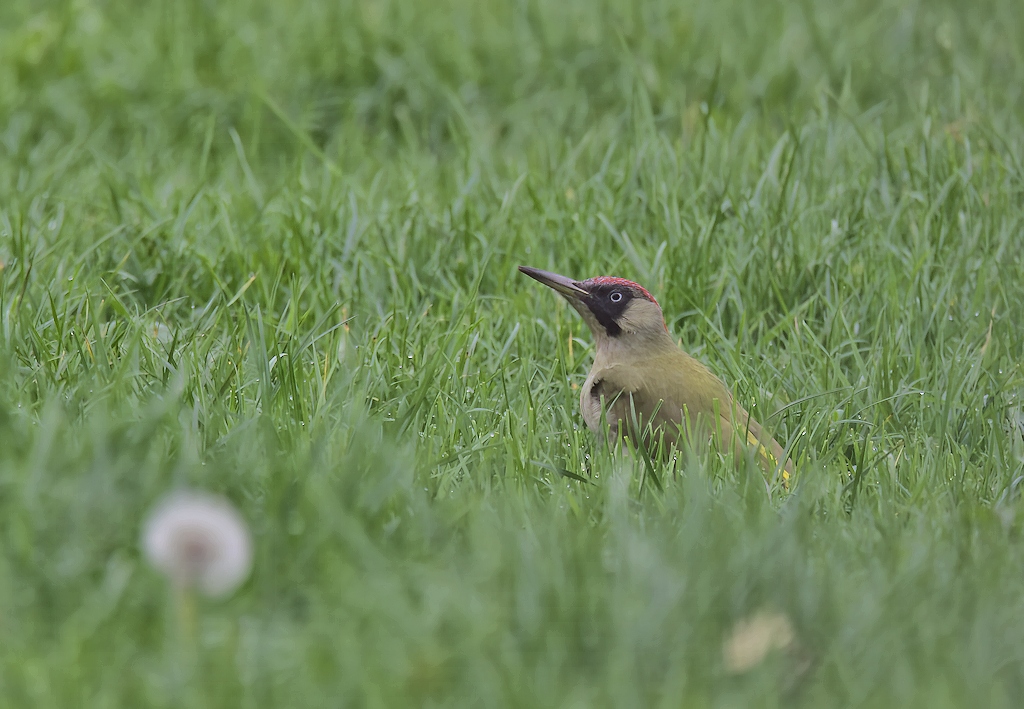 Birdpix.nl :: View bird picture - Picus viridis / Groene Specht ...