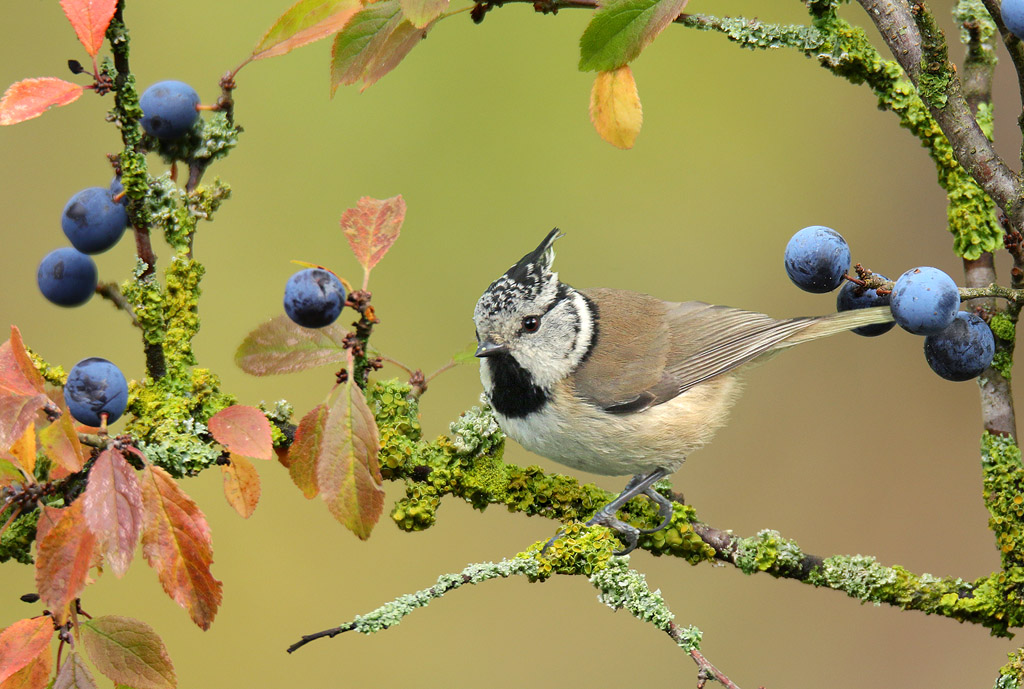 Birdpix.nl :: View bird picture - Lophophanes cristatus / Kuifmees ...
