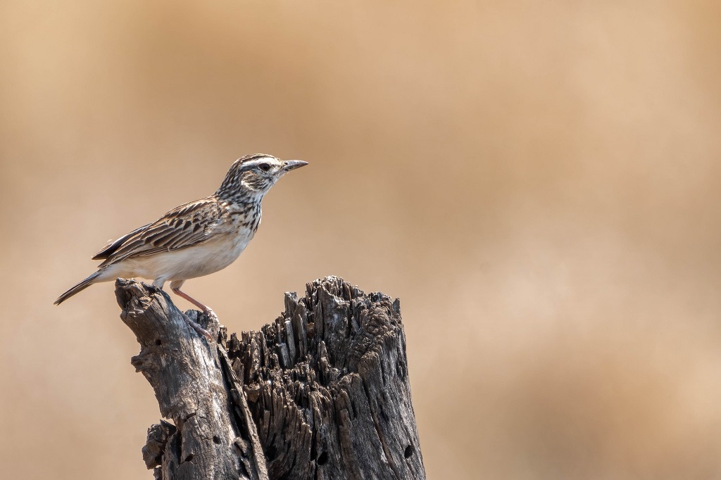Birdpix.nl :: View bird picture - Calendulauda sabota / Sabotaleeuwerik ...