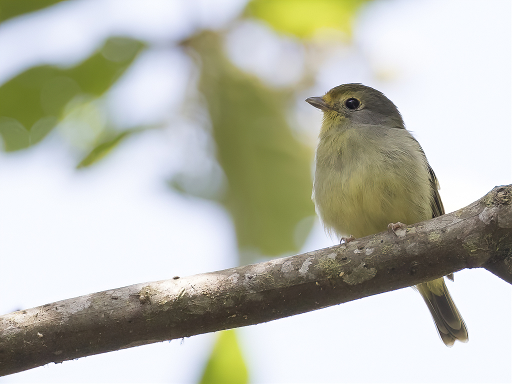Birdpix.nl :: View bird picture - Piprites chloris ...
