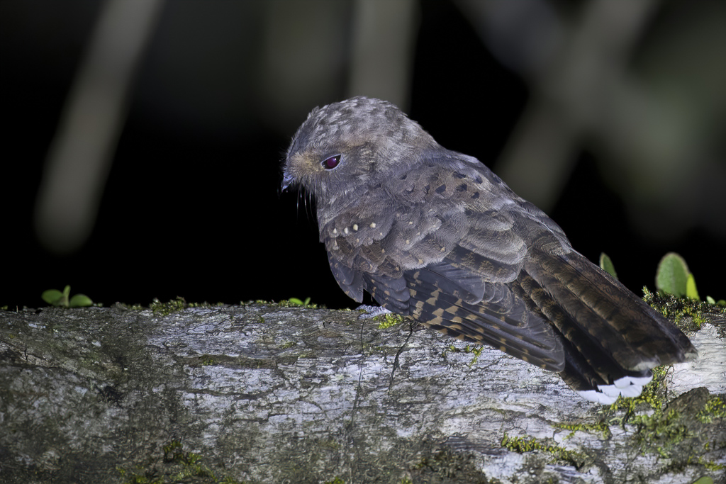 Birdpix.nl :: View bird picture - Nyctiphrynus ocellatus / Gevlekte Poorwill / Ocellated Poorwill