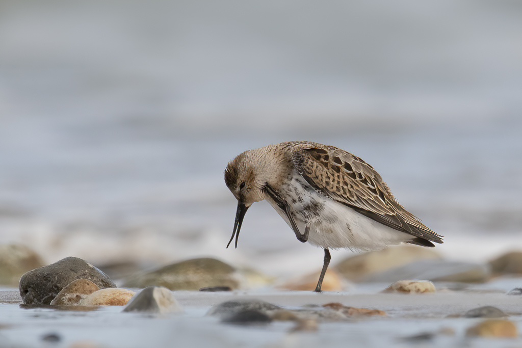 Birdpix.nl :: View bird picture - Calidris alpina / Bonte Strandloper ...