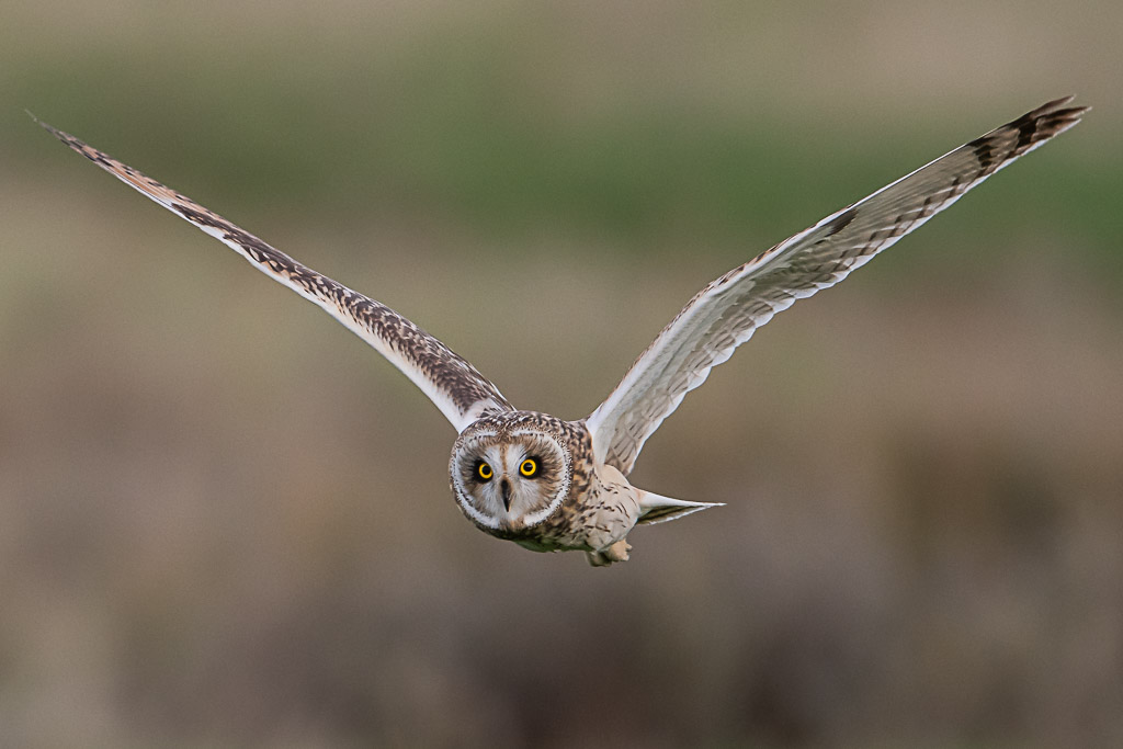 Birdpix.nl :: View bird picture - Asio flammeus / Velduil / Short-eared Owl