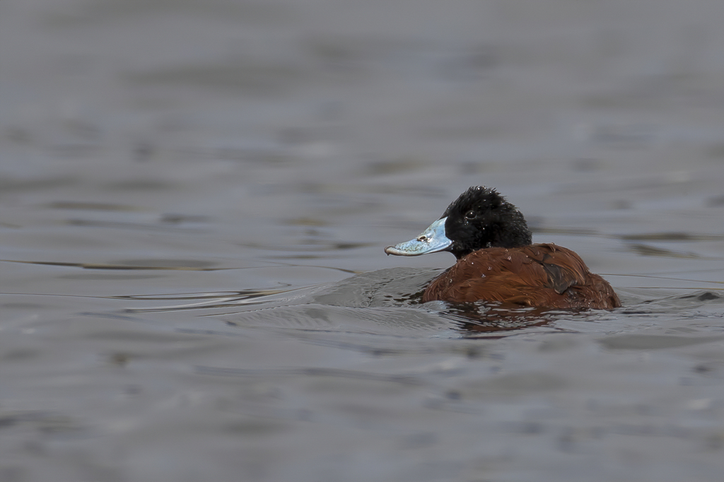 Birdpix.nl :: View bird picture - Oxyura ferruginea / Peruaanse Rosse ...