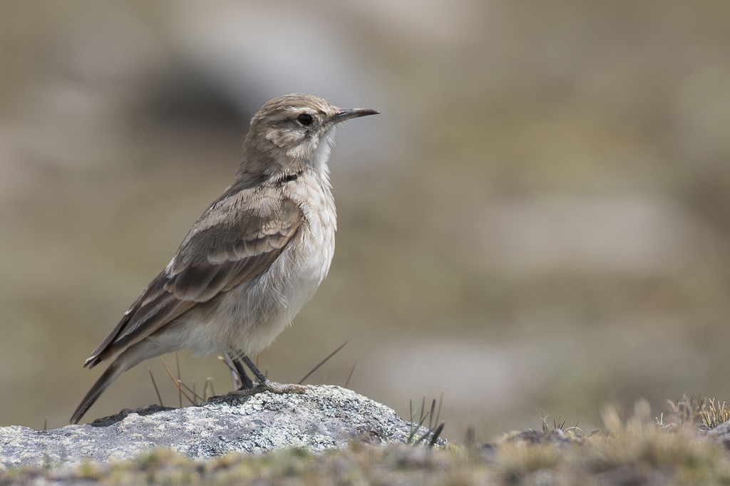 Birdpix.nl :: View bird picture - Geositta cunicularia / Gewone ...