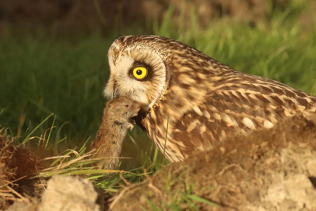 Birdpix.nl :: View bird picture - Asio flammeus / Velduil / Short-eared Owl