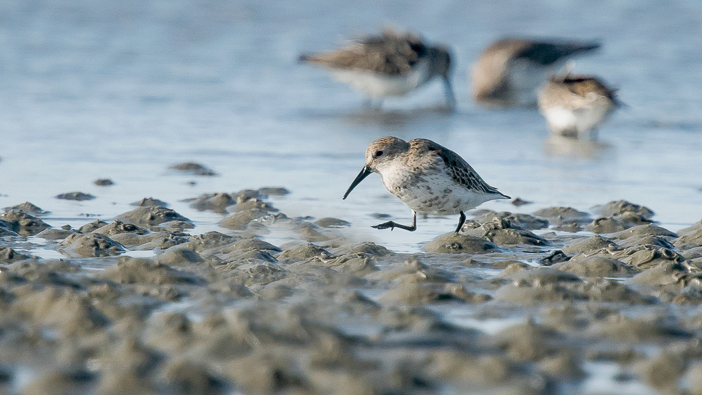 Birdpix.nl :: View bird picture - Calidris alpina / Bonte Strandloper ...