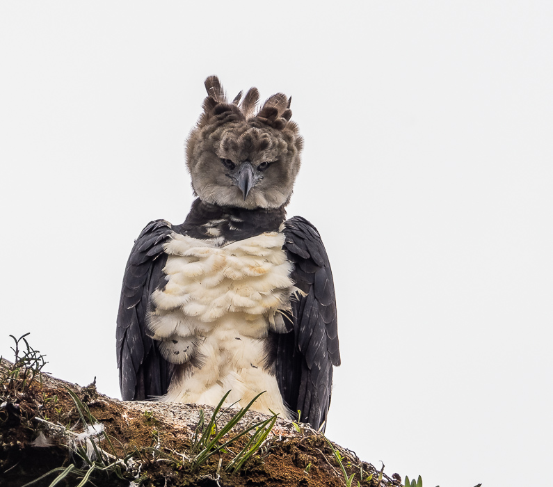Birdpix.nl :: View bird picture - Harpia harpyja / Harpij / Harpy Eagle