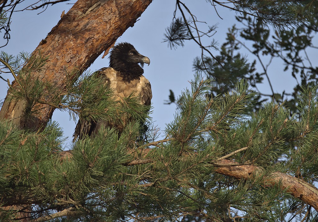 Birdpix.nl :: View bird picture - Gypaetus barbatus / Lammergier ...