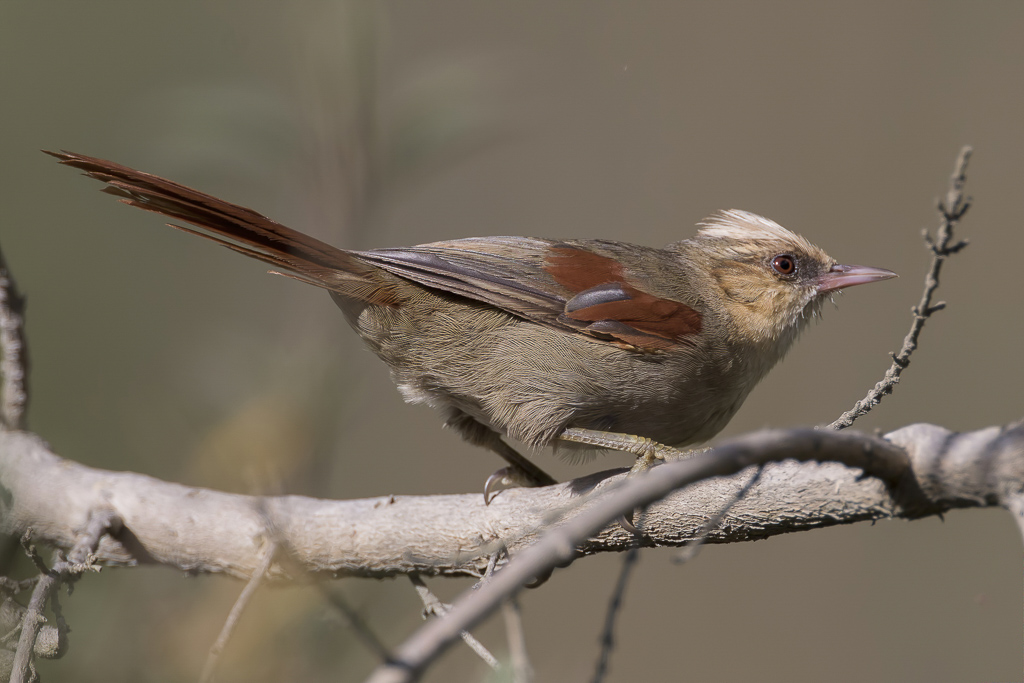 Birdpix.nl :: View bird picture - Cranioleuca albicapilla ...