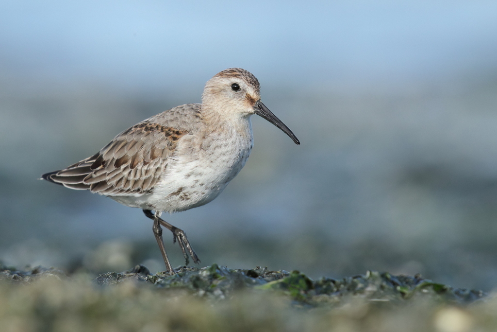 Birdpix.nl :: View bird picture - Calidris alpina / Bonte Strandloper ...