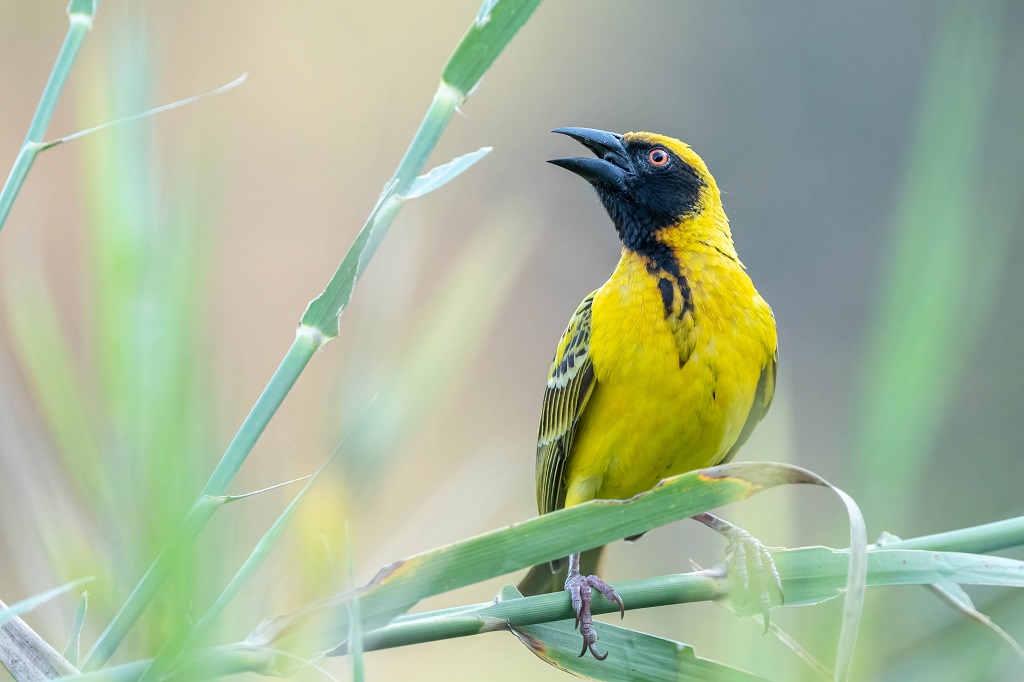 Birdpix.nl :: View bird picture - Ploceus cucullatus / Grote ...