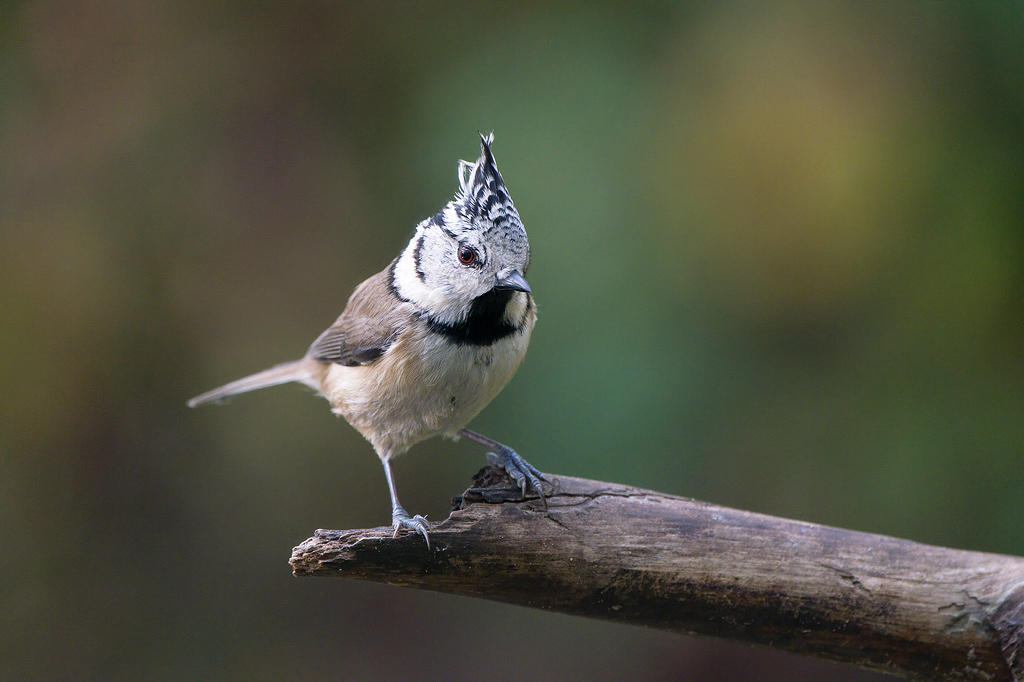 Birdpix.nl :: View bird picture - Lophophanes cristatus / Kuifmees ...