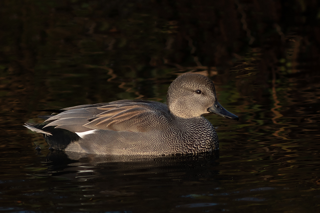 Birdpix.nl :: View bird picture - Mareca strepera / Krakeend / Gadwall