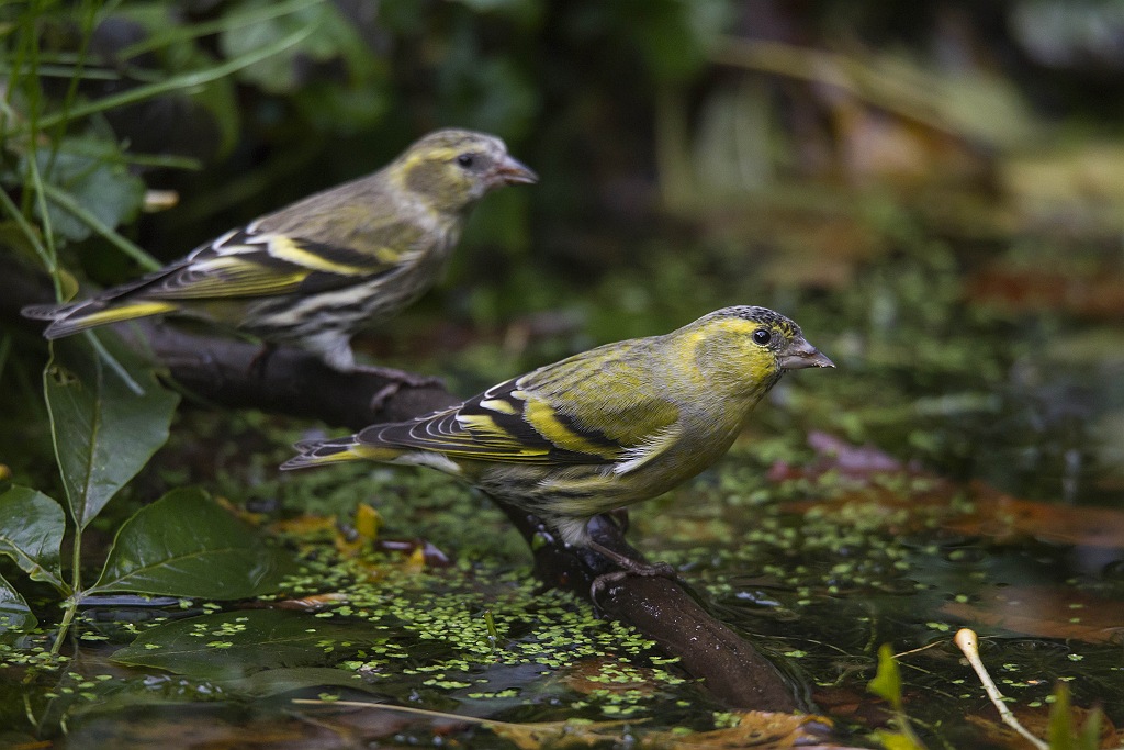 Birdpix.nl :: View bird picture - Spinus spinus / Sijs / Eurasian Siskin
