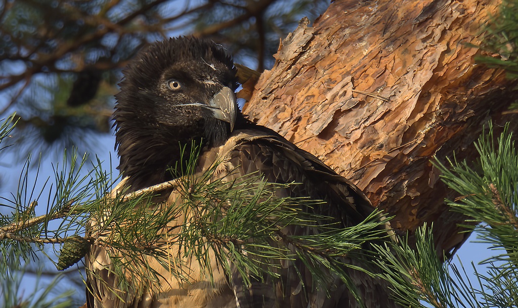 Birdpix.nl :: Bekijk vogel foto - Gypaetus barbatus / Lammergier ...