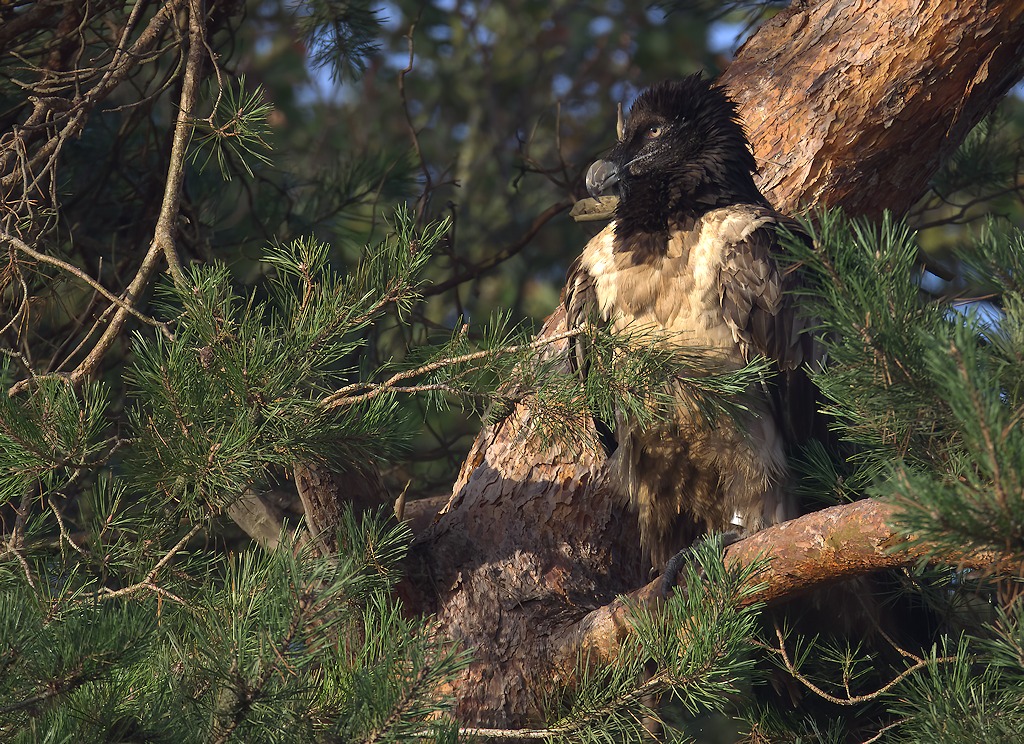 Birdpix.nl :: View bird picture - Gypaetus barbatus / Lammergier ...