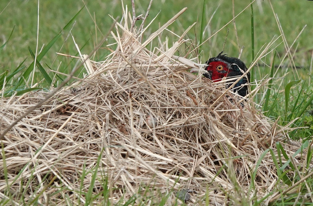 Birdpix.nl :: View bird picture - Phasianus colchicus / Fazant / Common ...