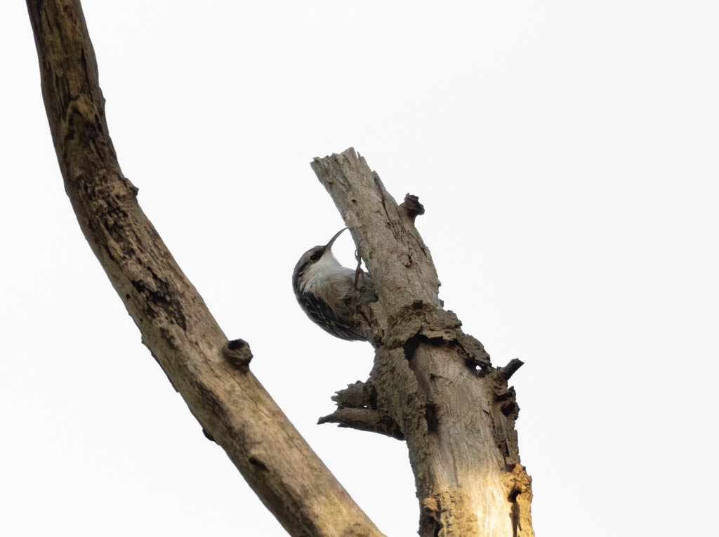 Birdpix.nl :: View bird picture - Certhia brachydactyla / Boomkruiper ...