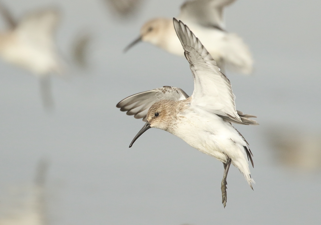 Birdpix.nl :: View bird picture - Calidris alpina / Bonte Strandloper ...