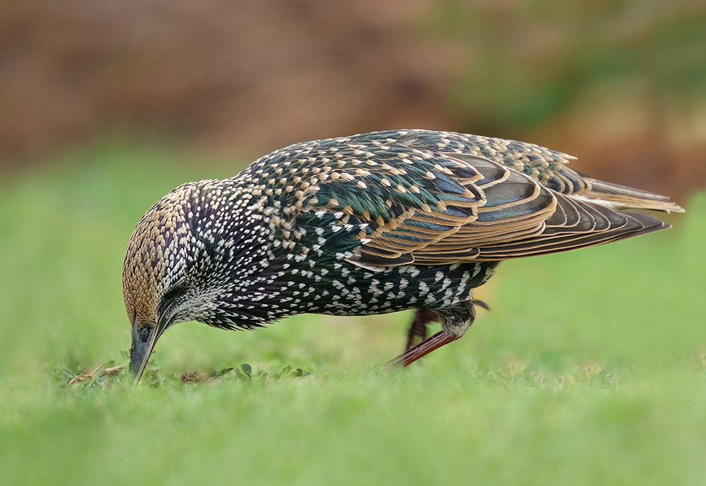 Birdpix.nl :: View bird picture - Sturnus vulgaris / Spreeuw / Common ...