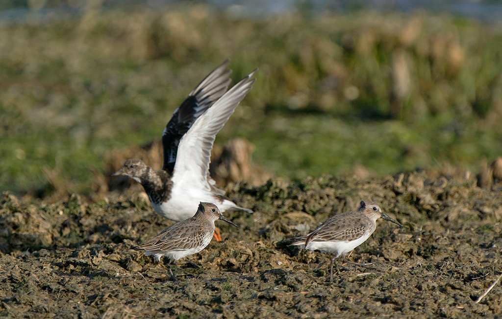 Birdpix.nl :: View bird picture - Calidris alpina / Bonte Strandloper ...
