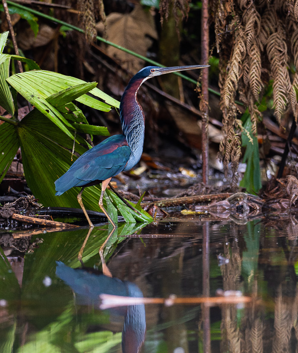 Birdpix.nl :: View bird picture - Agamia agami / Agamireiger / Agami Heron