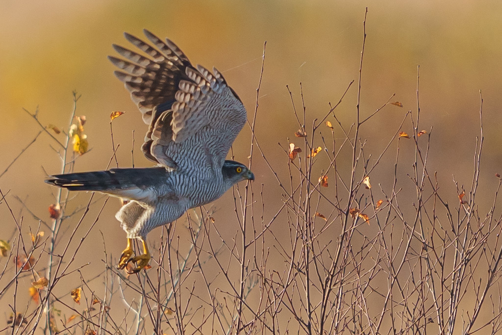 Birdpix.nl :: View bird picture - Accipiter gentilis / Havik / Northern ...