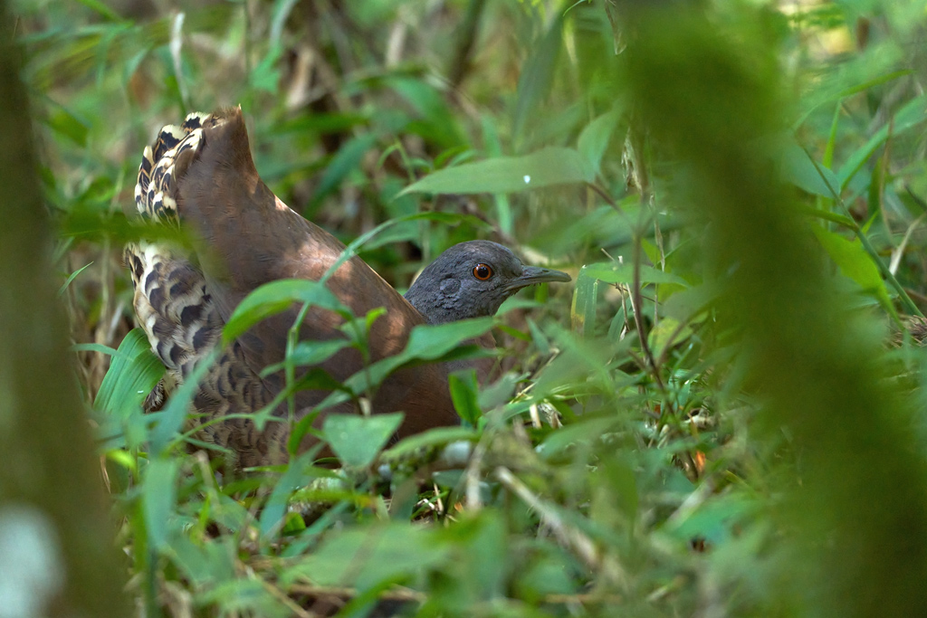 Birdpix.nl :: View bird picture - Crypturellus obsoletus / Bruine ...