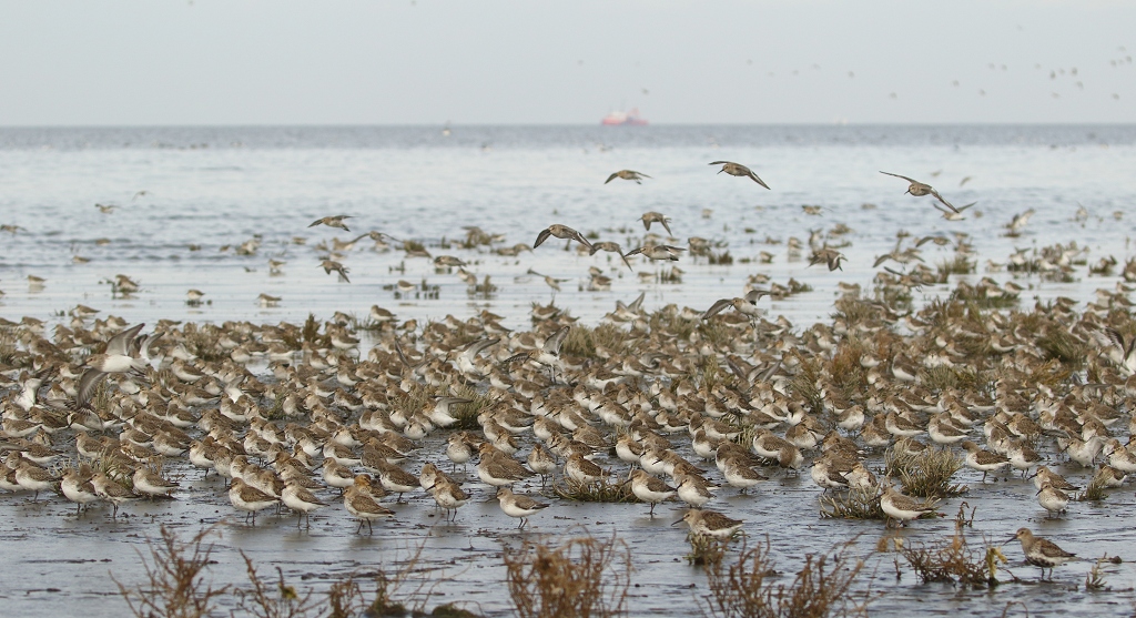 Birdpix.nl :: View bird picture - Calidris alpina / Bonte Strandloper ...