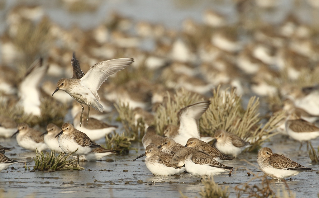 Birdpix.nl :: View bird picture - Calidris alpina / Bonte Strandloper ...