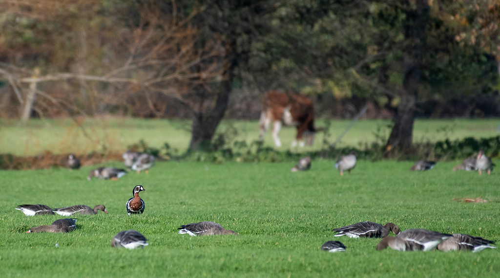 Birdpix.nl :: View bird picture - Branta ruficollis / Roodhalsgans ...