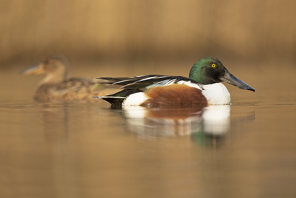 Birdpix.nl :: View bird picture - Spatula clypeata / Slobeend ...