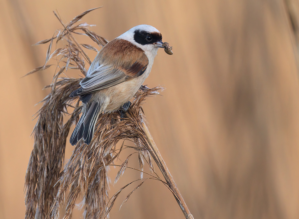 Birdpix.nl :: View bird picture - Remiz pendulinus / Buidelmees ...