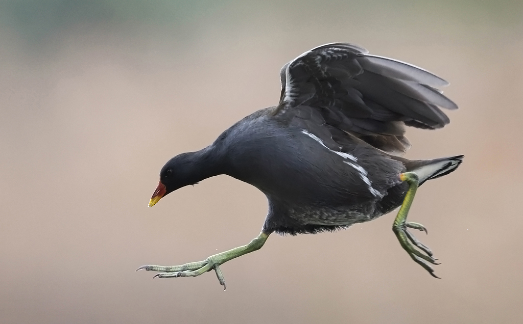 Birdpix.nl :: View bird picture - Gallinula chloropus / Waterhoen ...