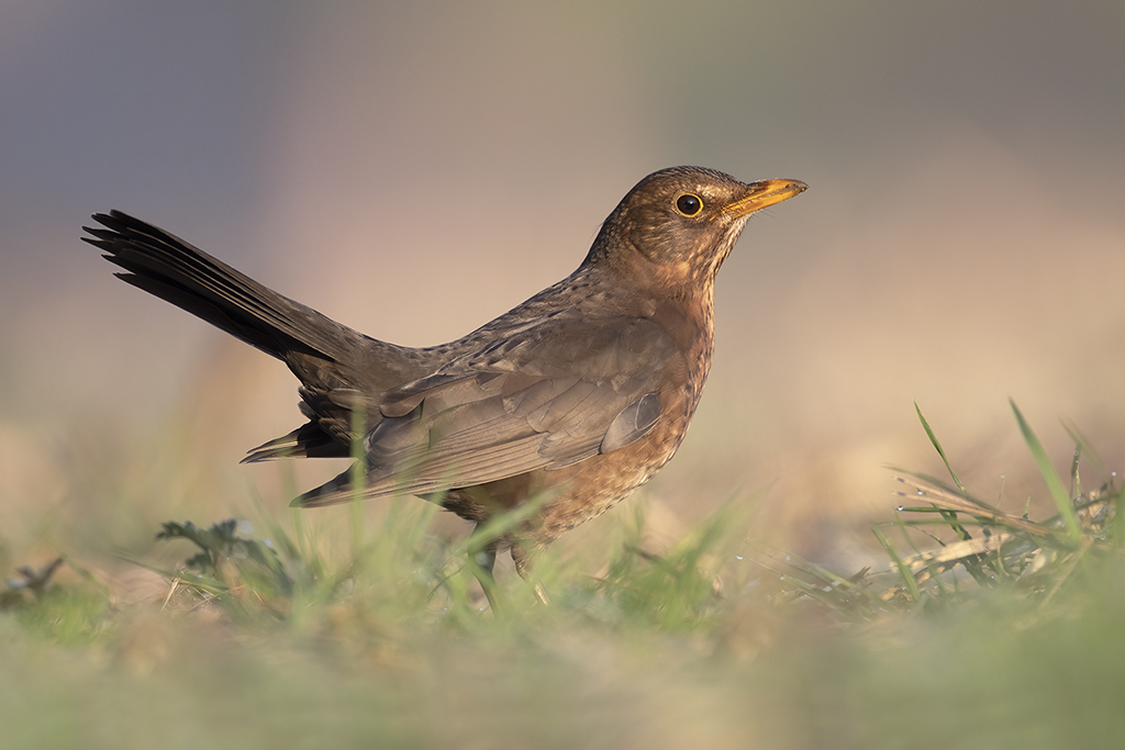 Birdpix.nl :: View bird picture - Turdus merula / Merel / Common Blackbird