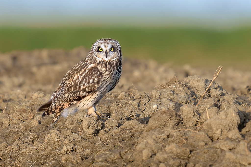 Birdpix.nl :: View bird picture - Asio flammeus / Velduil / Short-eared Owl