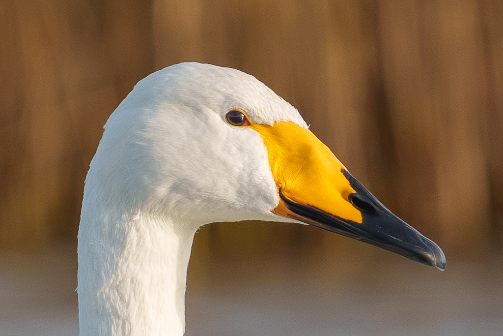 Birdpix.nl :: View bird picture - Cygnus cygnus / Wilde Zwaan / Whooper ...