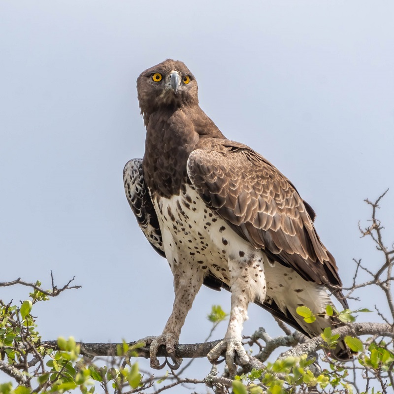 Birdpix.nl :: View bird picture - Polemaetus bellicosus / Vechtarend ...
