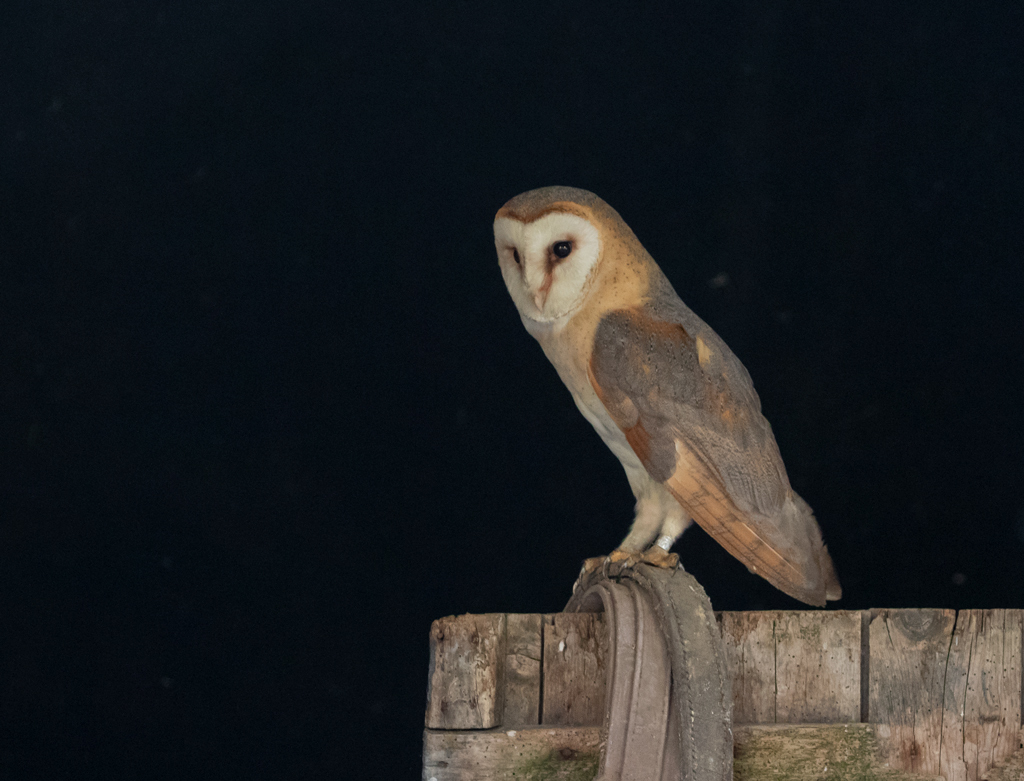 Birdpix.nl :: View bird picture - Tyto alba / Kerkuil / Western Barn Owl