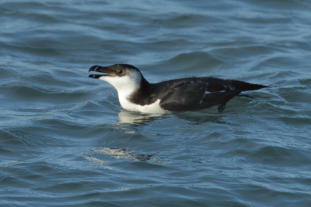 Birdpix.nl :: View bird picture - Alca torda / Alk / Razorbill