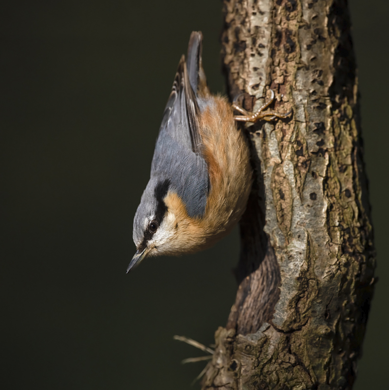 Birdpix.nl :: View bird picture - Sitta europaea / Boomklever ...
